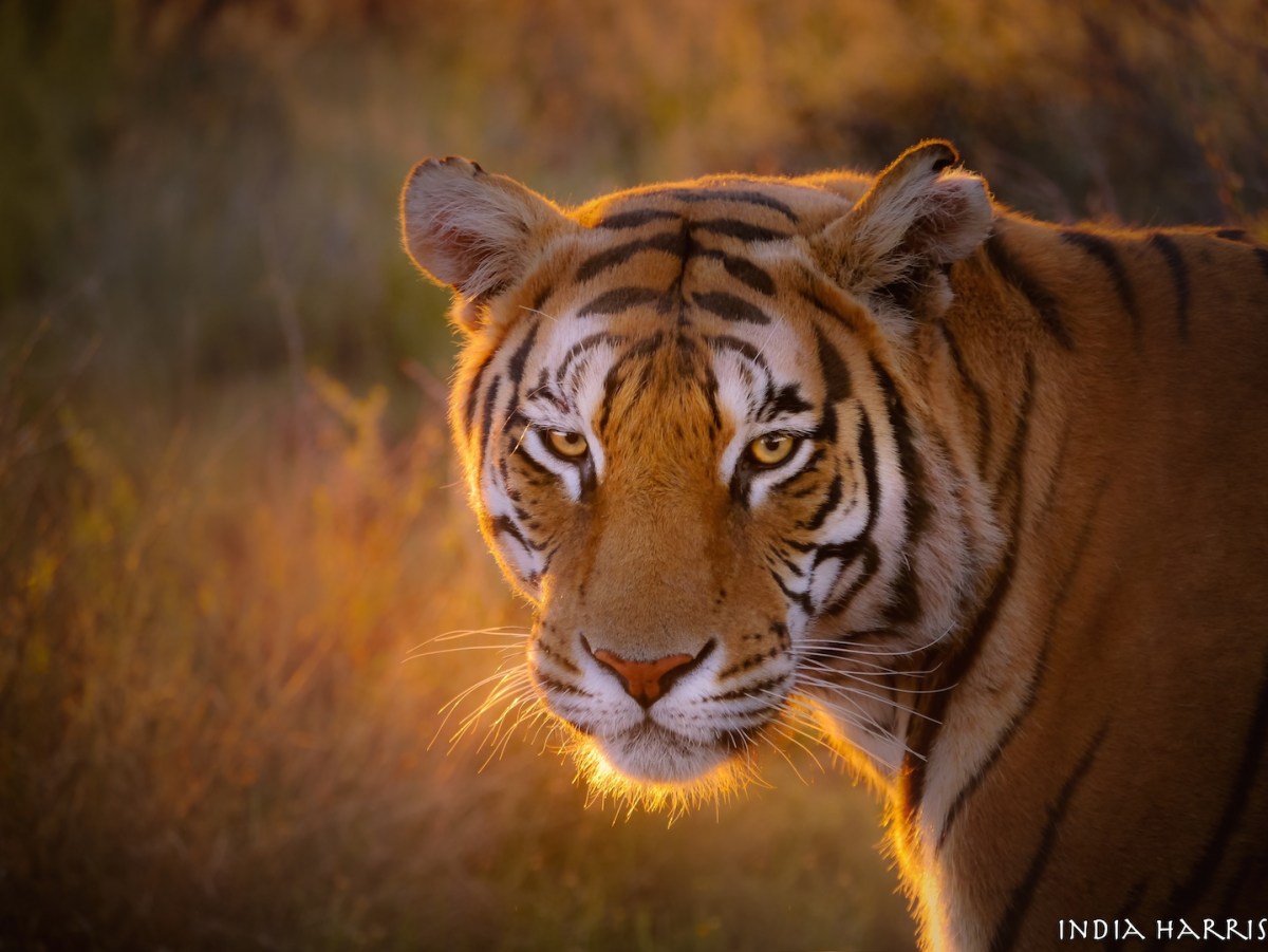 India Meets the Tiger Man of Africa | indiaharrisdotcom